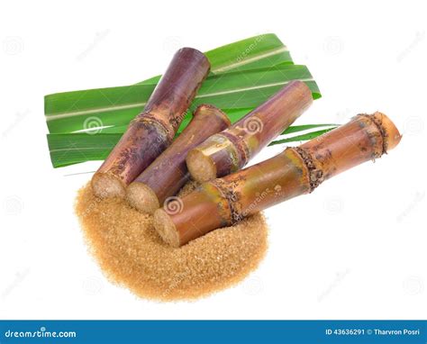 Cana de açúcar Isolado No Fundo Branco Imagem de Stock Imagem de nave