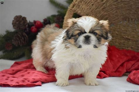 Teacup Peekapoo Ausgewachsen