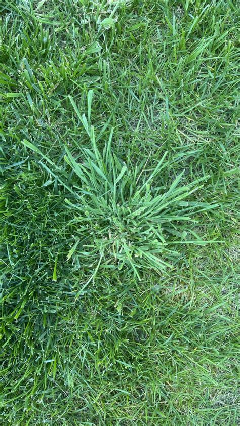 Crabgrass And Clumping Fescue Rlawncare