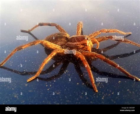 The Image Shows The Big Spider Galaxy Ngc 253 Captured By The S2