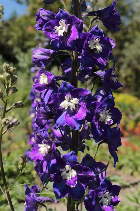 Dark Blue And White Mid Century Hybrid `delphinium` Flowers Stock Image