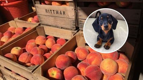 Pueden Los Perros Comer Ciruelas Y Nectarinas