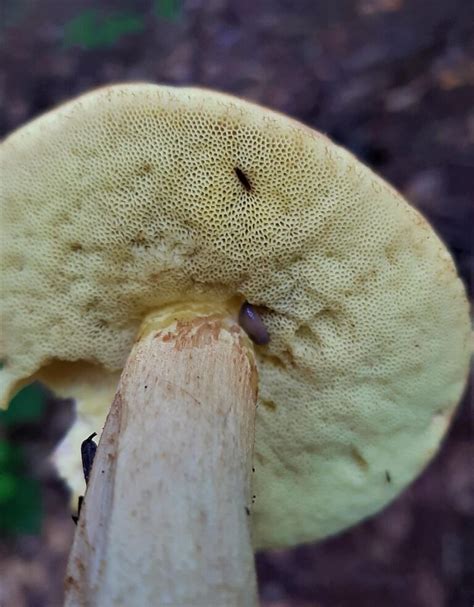 Identify Mushrooms Learn About Gills Pores And Teeth Mushroom