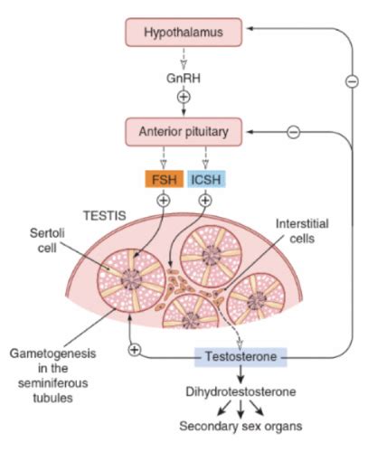 Lecture 5 Male And Female Reproductive Endocrinology Flashcards Quizlet