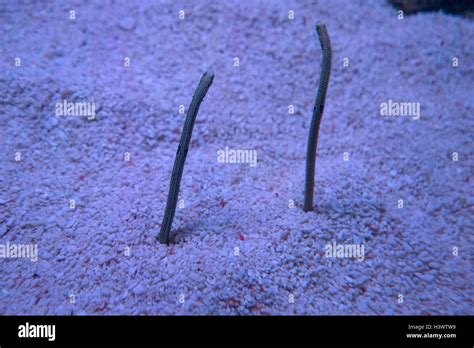 Taenioconger Hassi Spotted Garden Eel A Moray Eel From The Western
