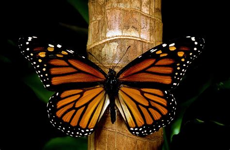 Pin En Mariposas
