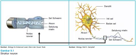 Ilmu And Pelajaran Struktur Sel Neuron Sel Saraf