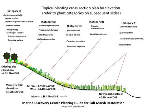 Coastal Systems Salt Marsh Vegetation