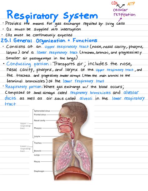 Respiratory System Co → Atp Cellular Respiratory System Respiration A