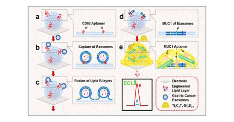 Accurate Capture And Identification Of Exosomes Nanoarchitecture Of