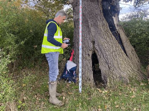 Tree Surveying Green Canopy