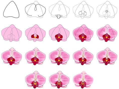 How To Draw An Orchid A Step By Step Orchid Drawing Tutorial