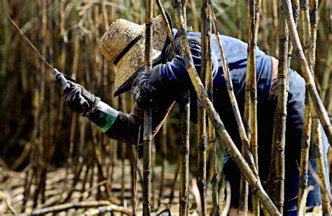 EL PROCESO DE LA CAÑA DE AZUCAR Proceso de la Caña de Azucar