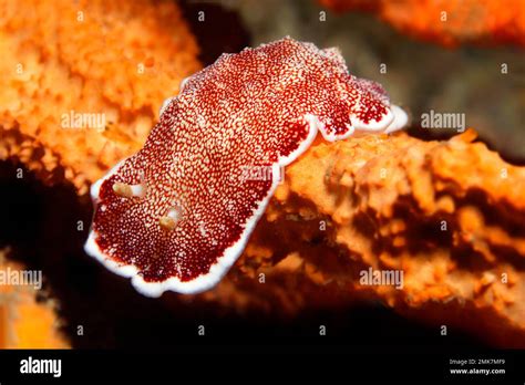 Goniobranchus Reticulatus Chromodoris Reticulata Crawling Over