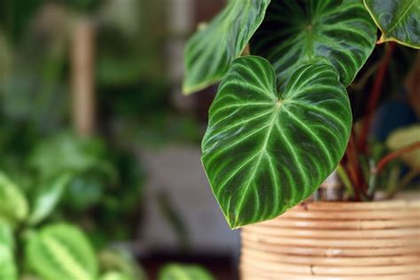 Dont Let Philodendron Root Rot Get You Down Heres What To Do