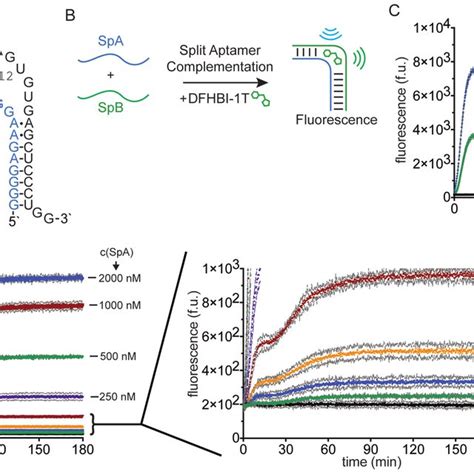 Design And Validation Of The Split Spinach Aptamer System A Spinach
