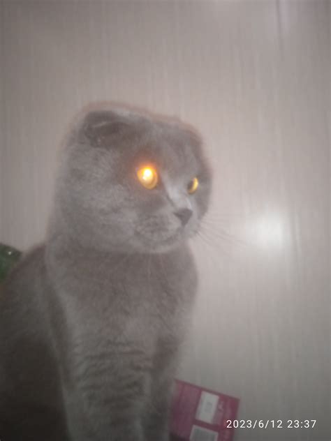 Котика Вам в ленту | Пикабу