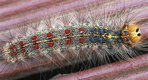 Gypsy Moths Bring Unwelcome Rash For Some Umass Extension Entomologist