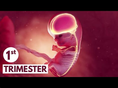 First Trimester Pregnancy Guide Everything You Need To Know Schooltube