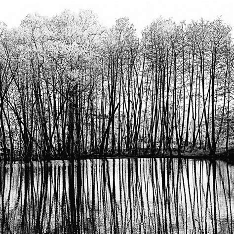 Mirrored Trees