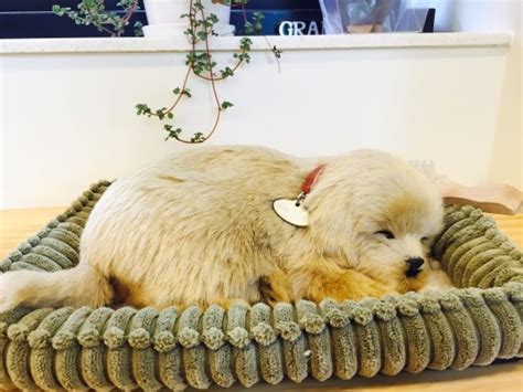 잠자는 강아지 인형 신기해요 네이버 블로그