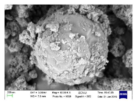 Ultrastructural Morphology Of Hl60 Cells A Normal Cultured Cell B