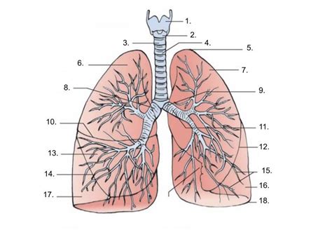 Airway Anatomy Lungs Diagram Quizlet