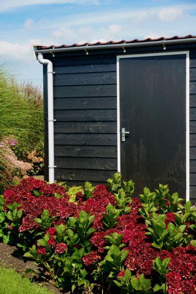 Hydrangea Macrophylla Crimson™
