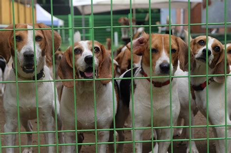 실험견 대명사 비글을 위하여