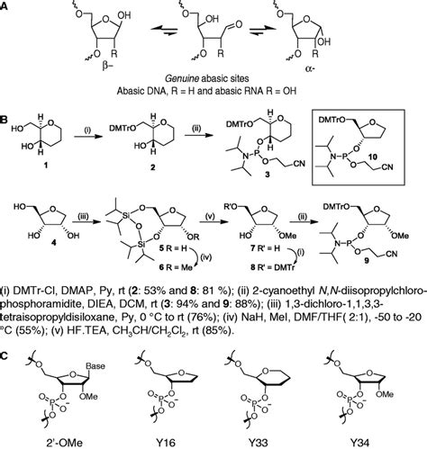 A Structures Of Genuine Abasic Sites B Synthesis Of Abasic