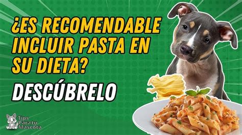 Los Perros Pueden Comer Frijoles Horneados