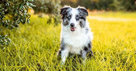 Mini Australian Shepherd Breeders Aussie Puppies For Sale