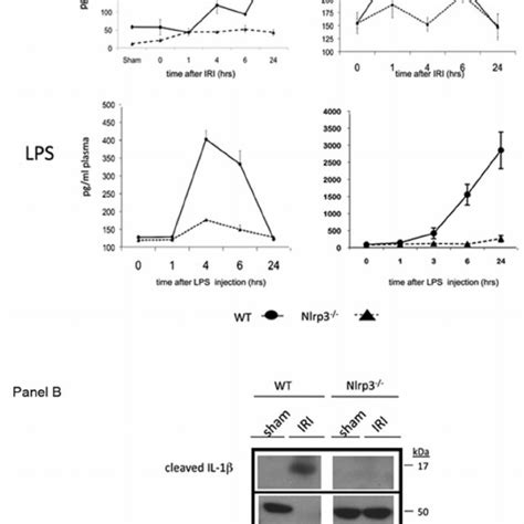 Cytokine Secretion After Ischemia Reperfusion Or Injection Of Lps Panel