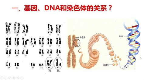 八年级生物下册基因在亲子代间的传递 高清1080p在线观看平台 腾讯视频