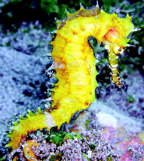 이름으로 본 바다생물 해마 부산의 대표 정론지 국제신문