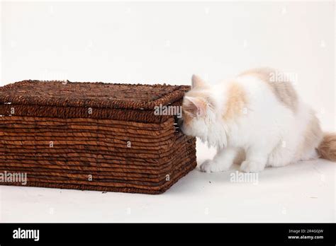 British Longhair Cat Kitten Lilac Tortie White 4 Months Highlander