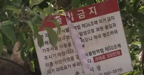 충주 살미면 2곳 과수화상병 추가 발생 누적 10곳 26ha 피해