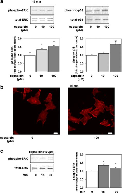 Capsaicin Phosphorylates Erk And P38 Mapk And Alters In Actin Assembly