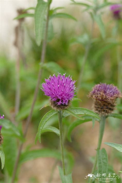 黑矢车菊 Centaurea nigra 花卉图片网