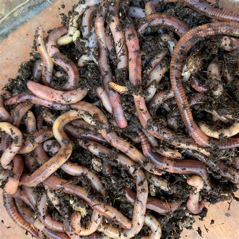 Red Wiggler Composting Worms Tranet Biologia Ufrj Br