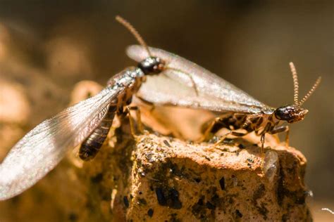 Home Lifecare Pest Control