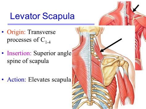 Muscles Martini Chapter Ppt Video Online Download