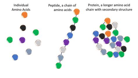 Protein And Amino Acids Difference At Maurice Swindell Blog