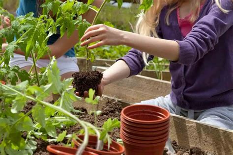 How To Overwinter Tomato Plants Without A Greenhouse