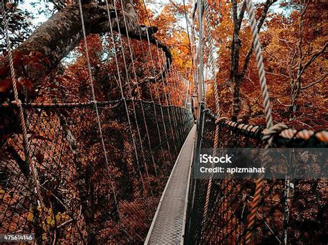 Jembatan Langit Foto Stok Unduh Gambar Sekarang 2015 Alam