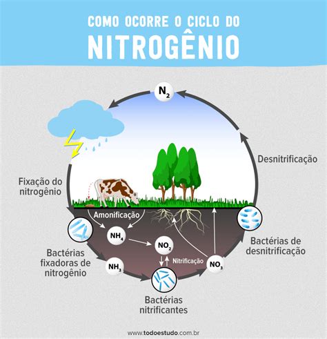 Ciclo Do Nitrogênio Processos Importância E Ação No Ambiente