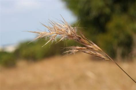 Surf Coast Nature Search