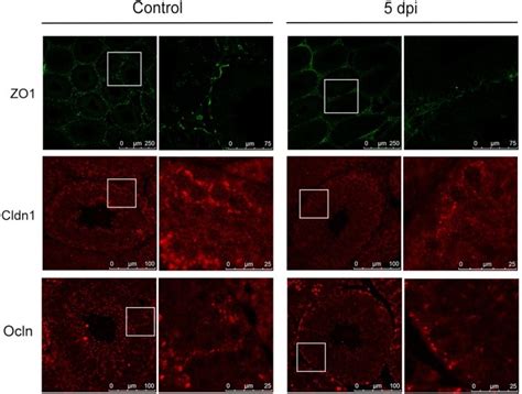 Occludin Antibody