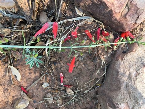 Free Images Tree Leaf Flower Soil Flora Geology Geological