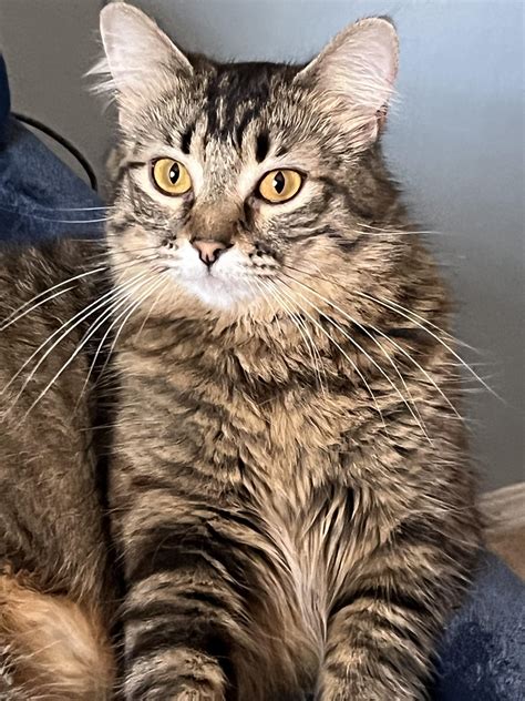 Cat Pic R Jschlatt
